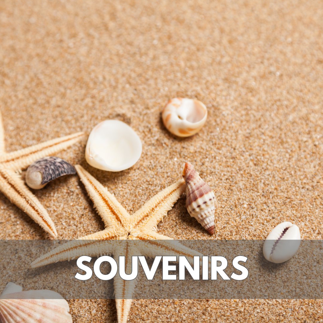 Alvin's Island | Beachwear & Surf company – alvinsisland.com